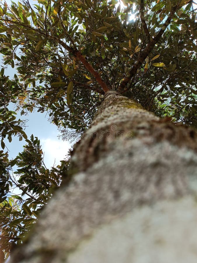 Very Beautiful Tree To Look at Stock Image - Image of natural, look ...