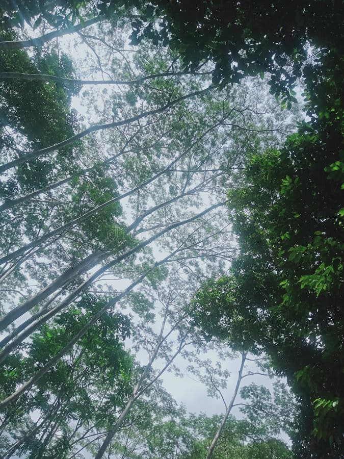 A Very Beautiful Tree To Look at Stock Photo - Image of look, beautiful ...