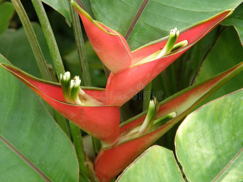 Very Beautiful Tropical Flowers. Stock Photo - Image of botany, tropics ...