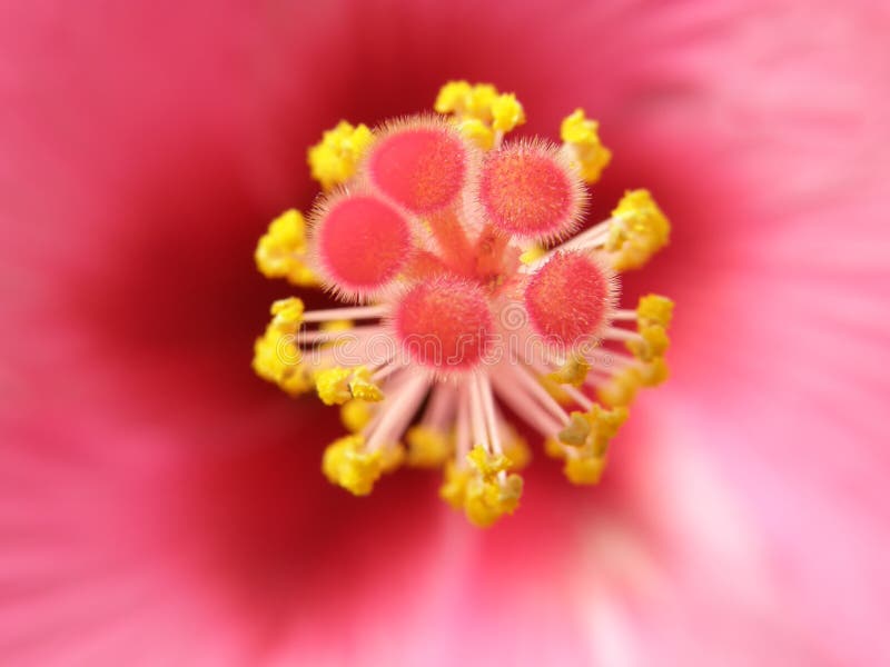 Very Beautiful Tropical Flowers. Stock Photo - Image of pistils ...