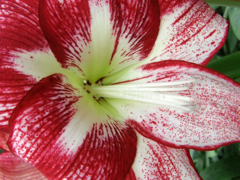 Very Beautiful Tropical Flowers. Stock Photo - Image of botany ...