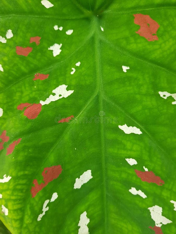 Very Beautiful Unique Colored Plants Stock Image - Image of branch ...