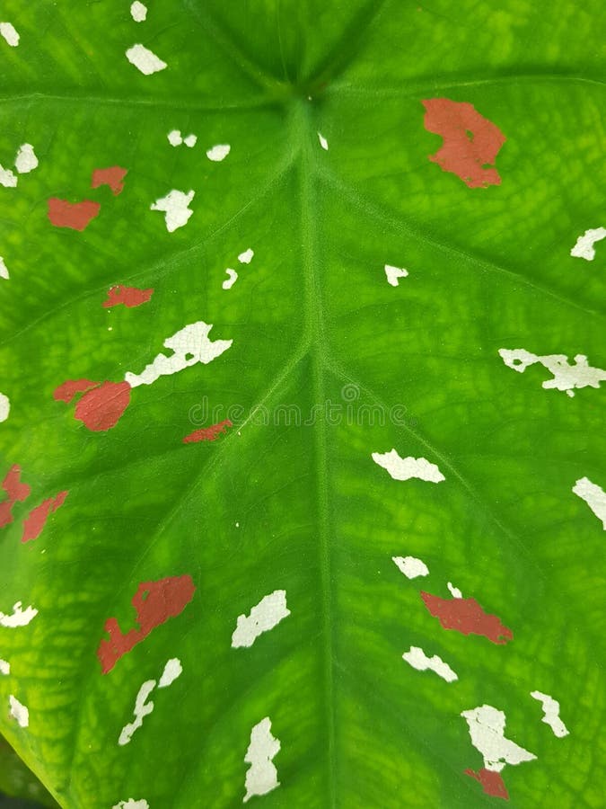 Very Beautiful Unique Colored Plants Stock Photo - Image of produce ...