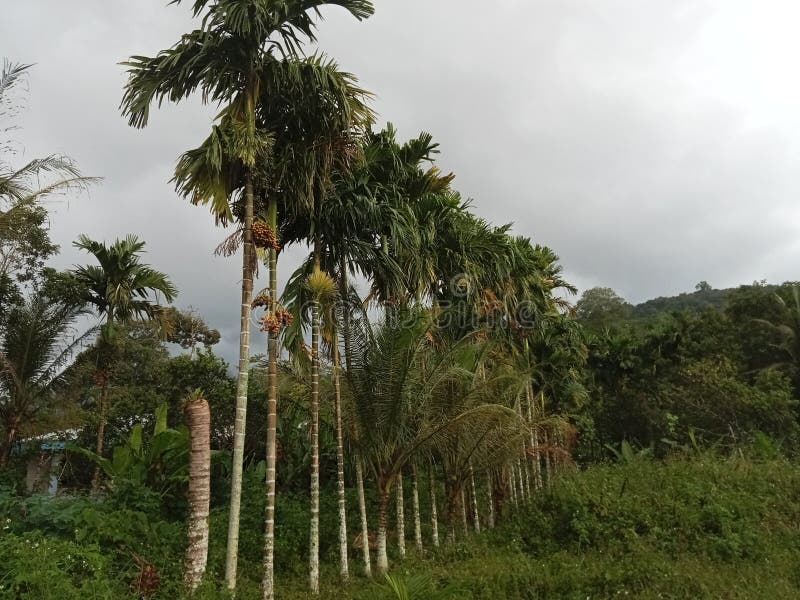 219 Beautiful Areca Palm Trees Stock Photos - Free & Royalty-Free Stock ...