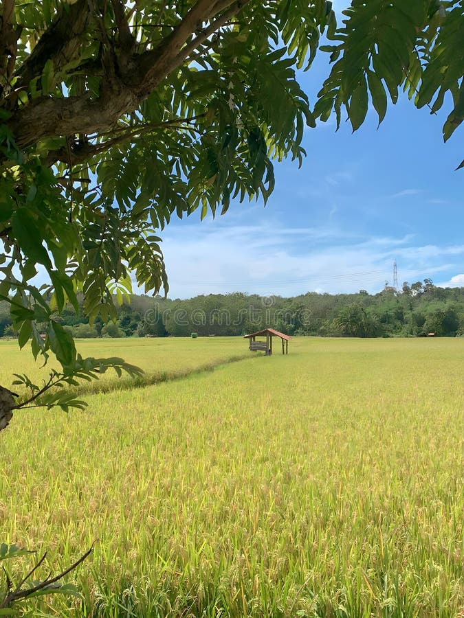 Very Beautiful View of the Rice Fields Stock Image - Image of rice ...
