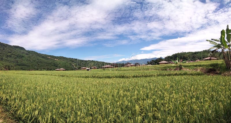 Very Beautiful View of the Rice Fields with a Mountain Background with ...