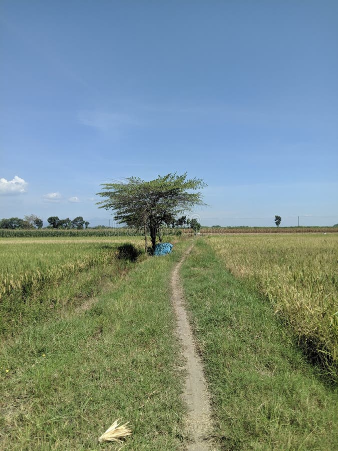 Very Beautiful View on the Rice Fields, with Natural Colors. Stock ...