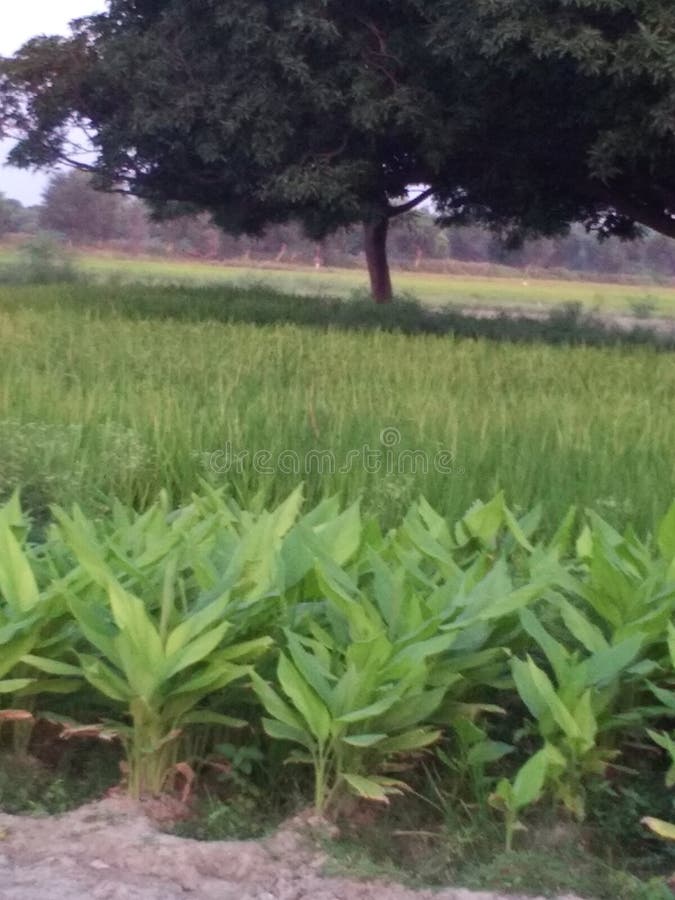 Very Beautiful Village Area and Green Best Environment Stock Image ...