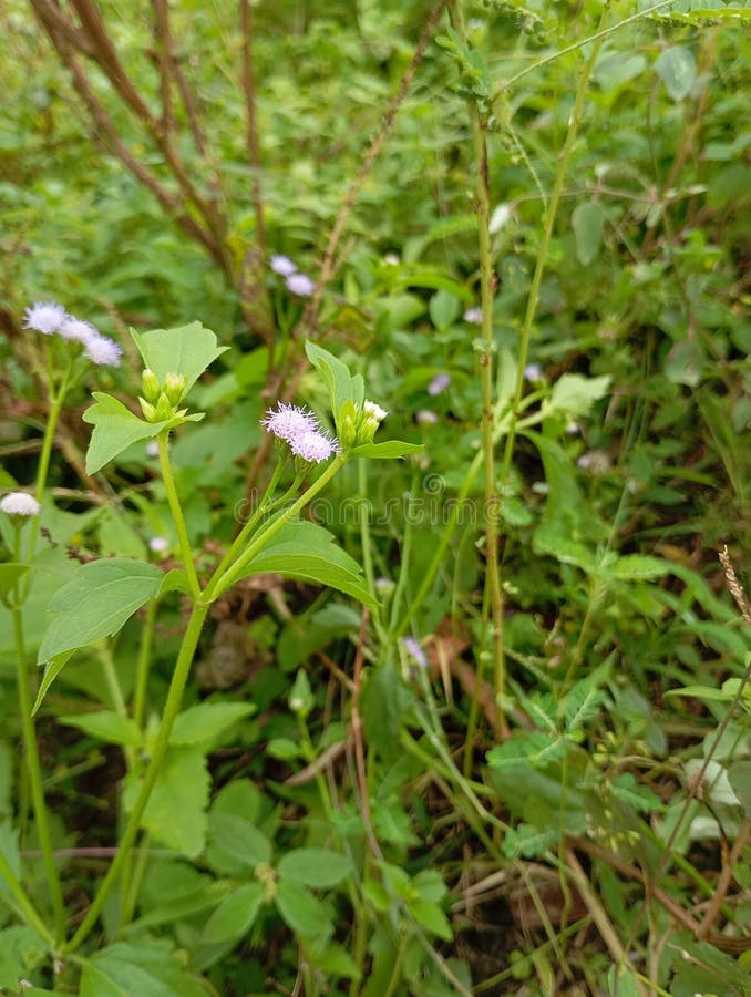 A Very Beautiful Weed Grass Liar Stock Photo - Image of beautiful ...