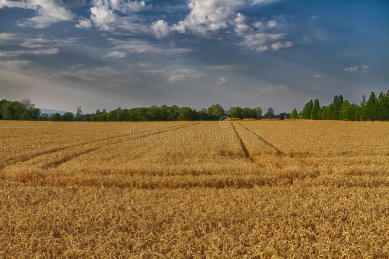Very Beautiful Wheat Field in Summer Stock Photo - Image of meadow ...
