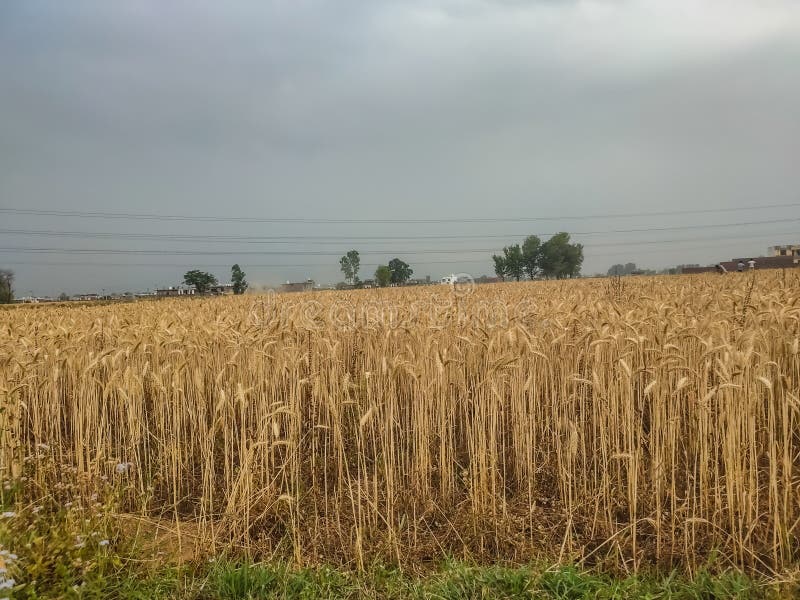 This is Very Beautiful Wheat Picture Stock Image - Image of beautiful ...