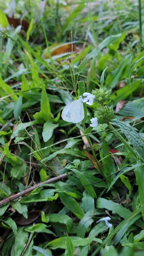 A Very Beautiful White Butterfly with Patterns on Its Wings Stock Photo ...