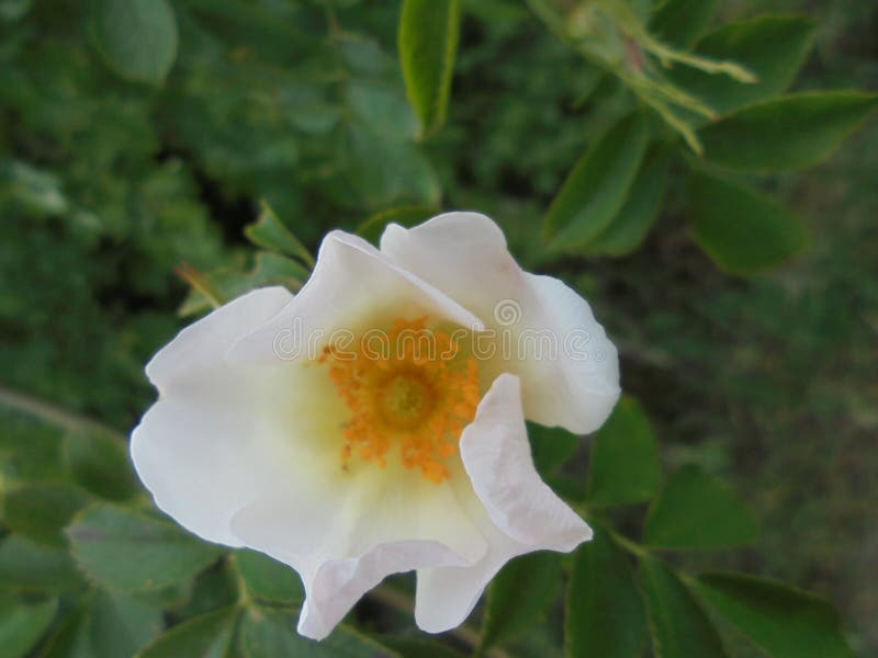 Very Beautiful White Rose Hip Flower in the Garden Stock Photo - Image ...