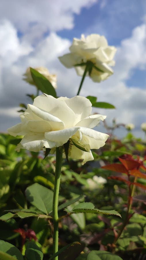 Very beautiful white roses stock image. Image of flower - 271119437