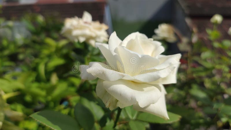 Very beautiful white roses stock image. Image of rose - 271119447