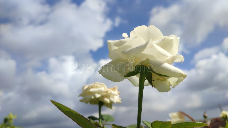 Very beautiful white roses stock image. Image of petal - 271119459
