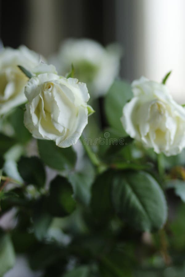 Very Beautiful White Roses on the Table Stock Image - Image of roses ...