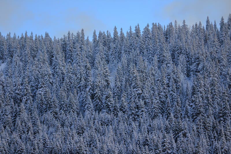 Very Beautiful Winter Landscape with Fir Trees Stock Photo - Image of ...