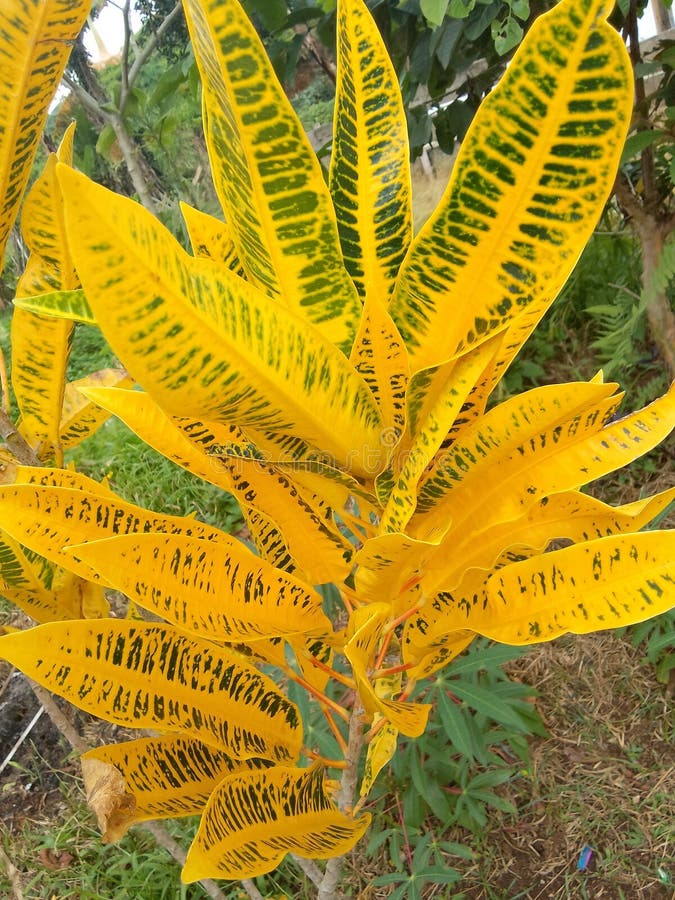A Very Beautiful Yellow Croton Tree Stock Image - Image of croton, tree ...