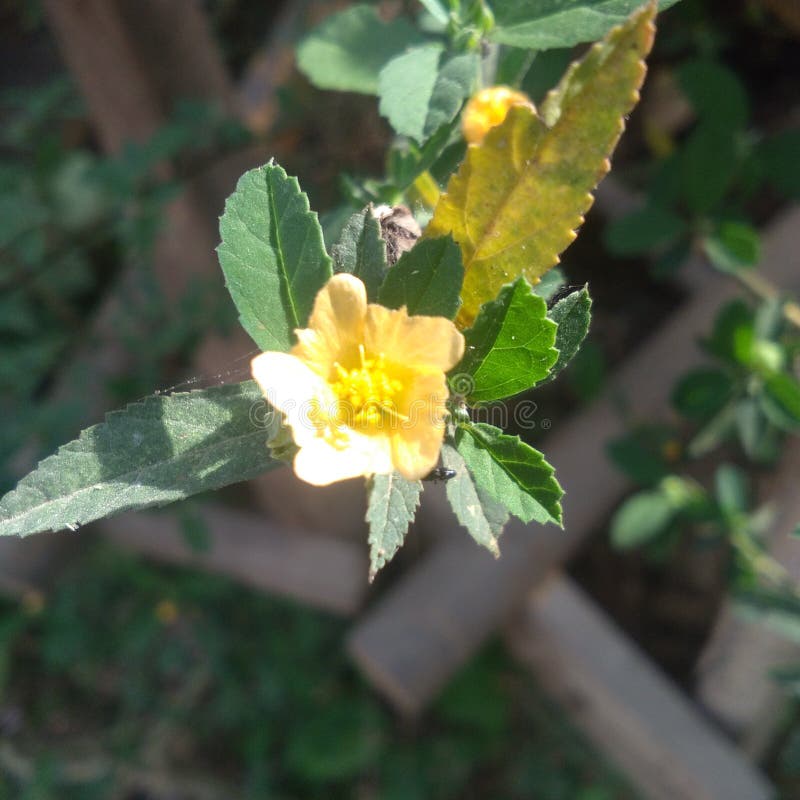 Very Beautiful Yellow Flowers in the Morning Stock Photo - Image of ...