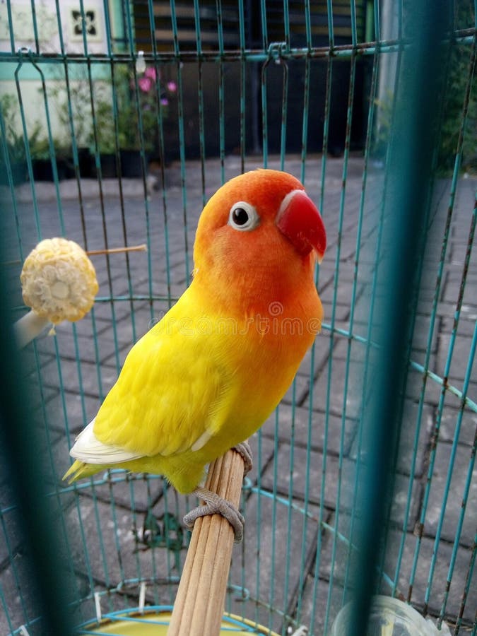 Very Beautiful Yellow Love Birds Stock Image - Image of birds, yellow ...