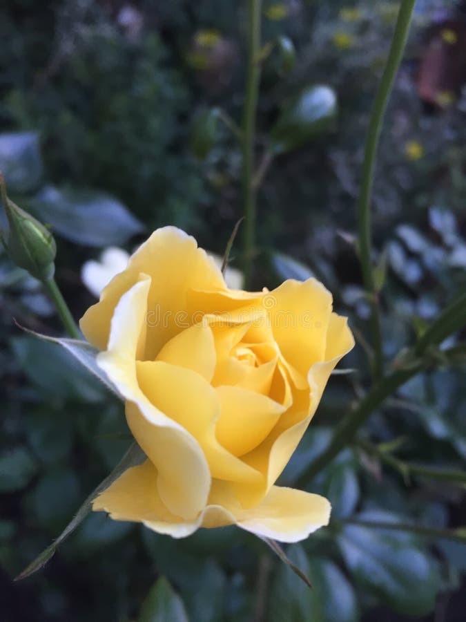Very beautiful yellow rose stock image. Image of wildflower - 202753915