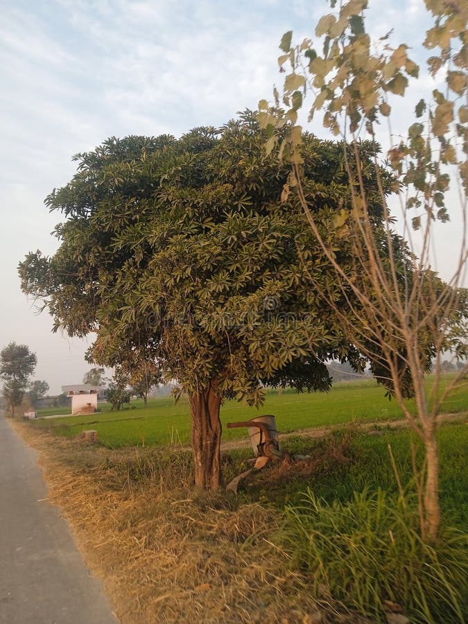 Very best powerful stock photo. Image of powerful, punjab - 350378278