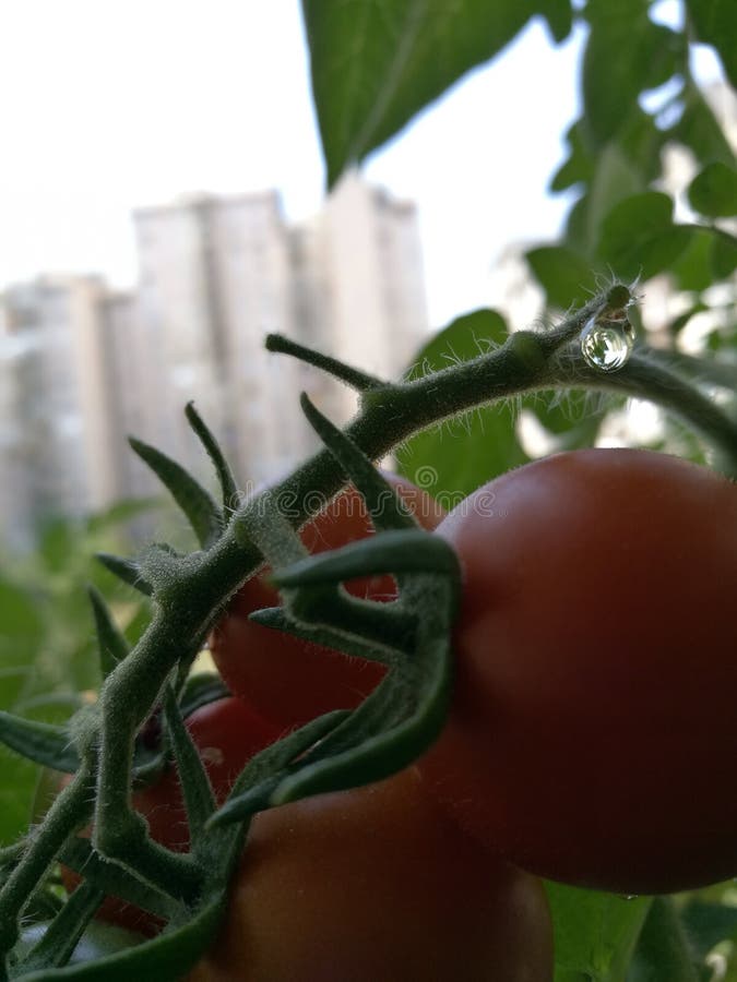 Beutiful red tomato stock photo. Image of vegetables - 131799752