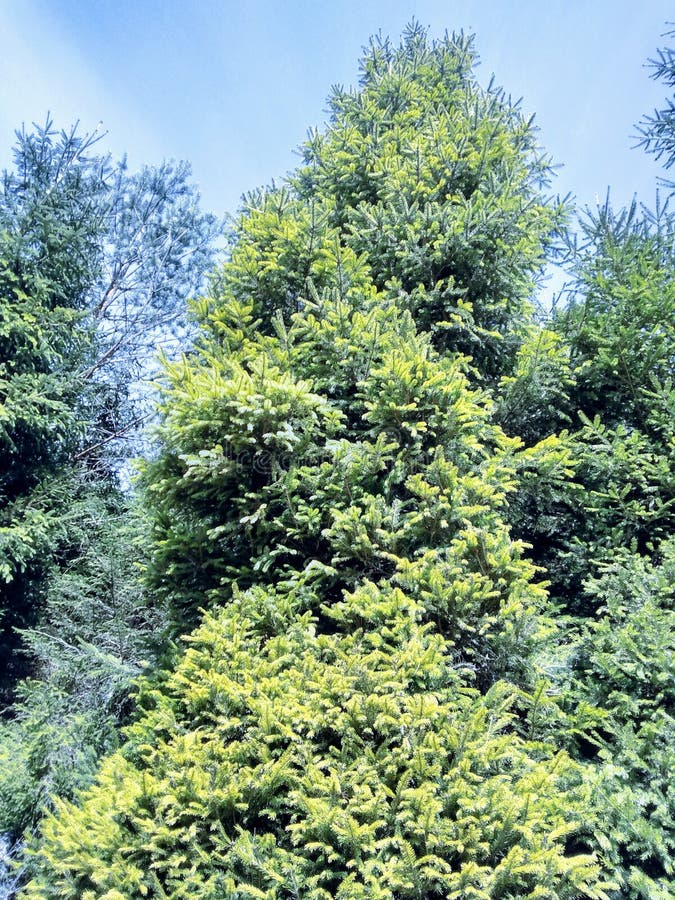 Very beautiful green tree stock image. Image of tree - 146471433