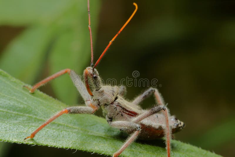 Very Large Bug Looking at the Camera Stock Photo - Image of summer ...