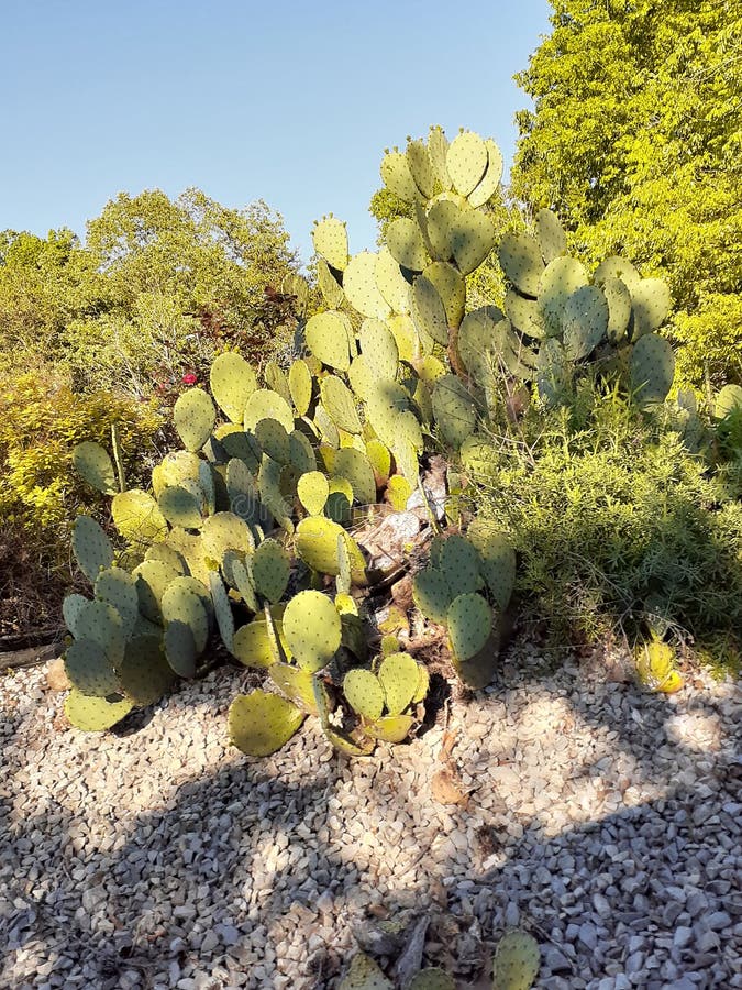 Very big cactus stock image. Image of flower, nature - 210515649