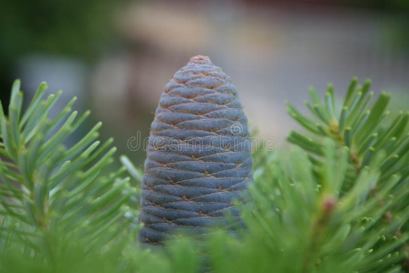 One of pine close up stock photo. Image of tree, center - 164283354