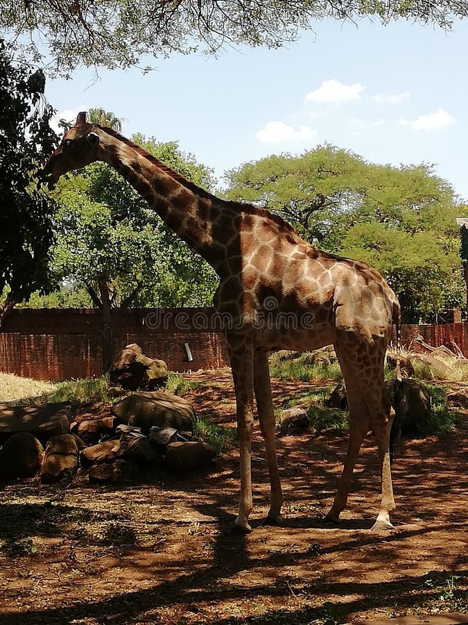 Very Big Cute Giraffe Eating Stock Image - Image of jurafe, eating ...