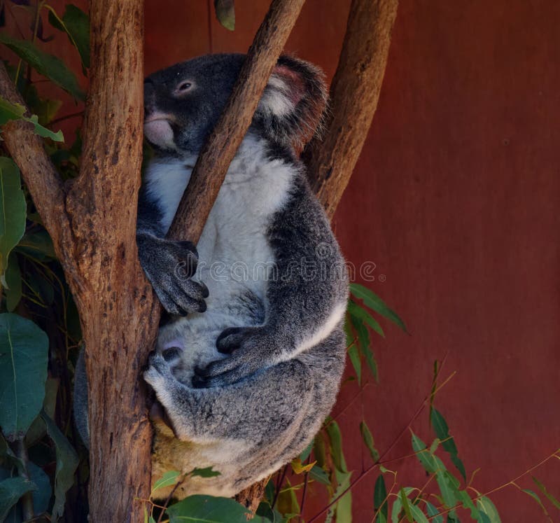 Very big koala looking stock image. Image of aussie, native - 97086231