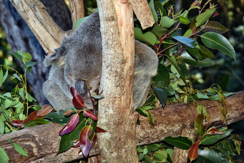 Very Big Koala Sleeping on a Tree Branch Eucalyptus Stock Image - Image ...