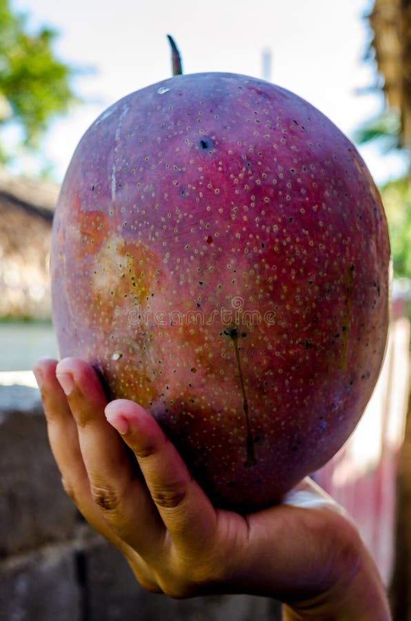 Very Big Mango Fruit stock image. Image of fresh, sweet - 43209297