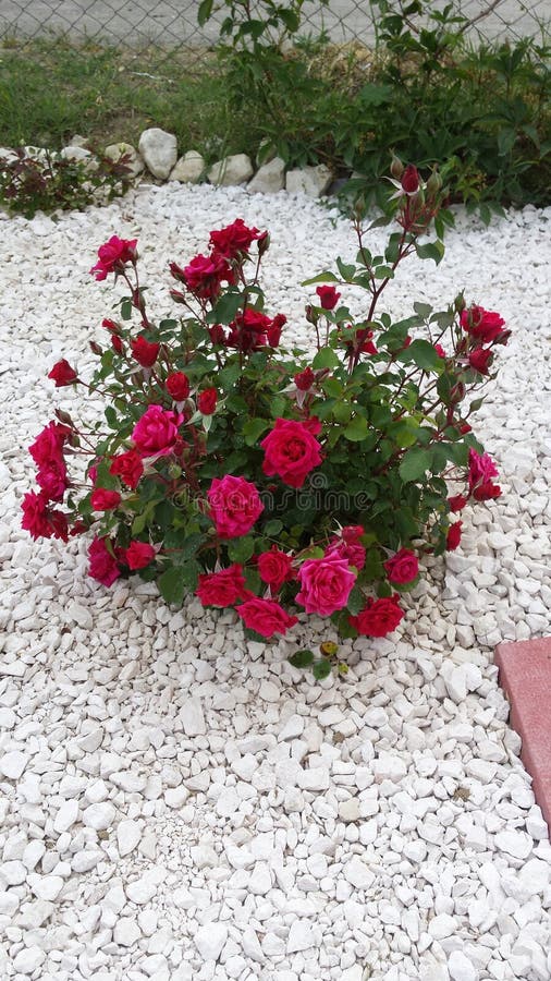 Very big and nice red rose editorial photography. Image of colors ...