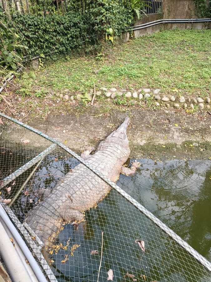 Very Big Old Brown Crocodile Stock Photos - Free & Royalty-Free Stock ...