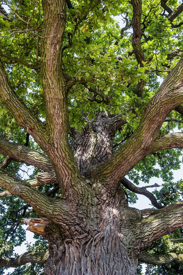 A Very Big Old Oak Tree Seen from Below Stock Photo - Image of growth ...