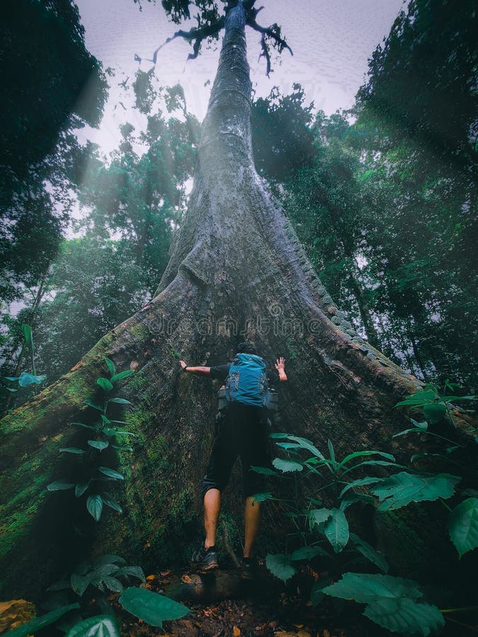 A Very Big Old Tree in the Forest of Kalimantan Editorial Photo - Image ...