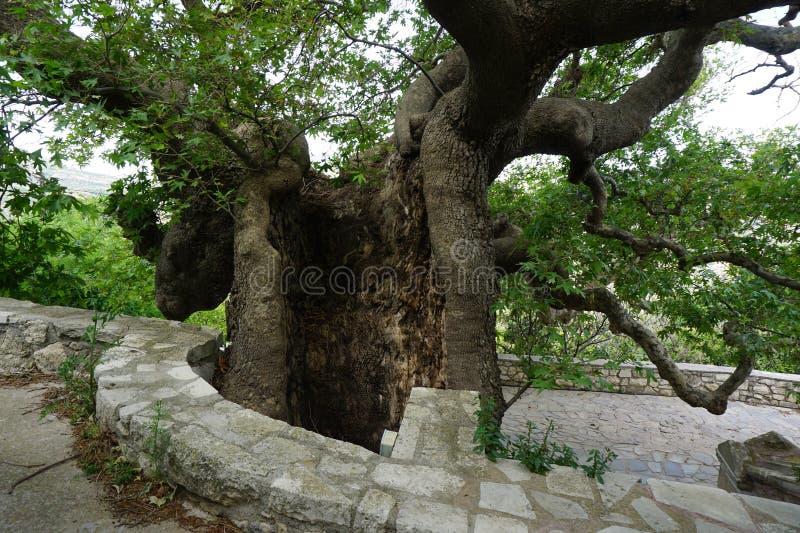 A Very Big and Old Tree in Greece Stock Image - Image of environment ...