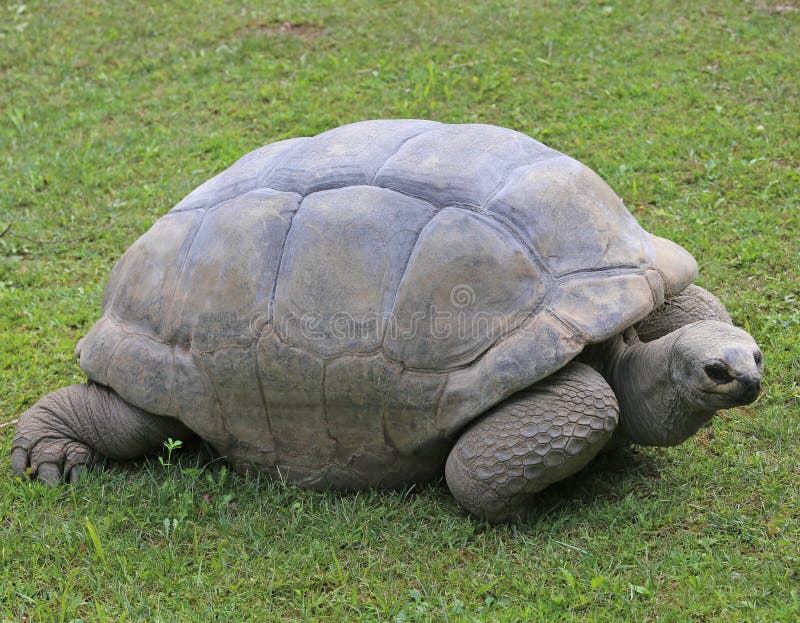 Very Big and Old Turtle with Robust Shell while Walking Stock Image ...