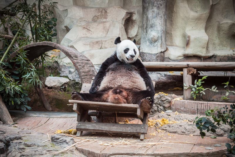 Very big panda stock photo. Image of tropical, show, thailand - 60506228