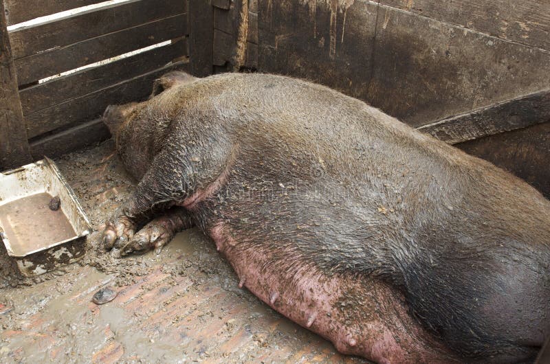 Very big pig stock photo. Image of pigsty, pigpen, animal - 41382084