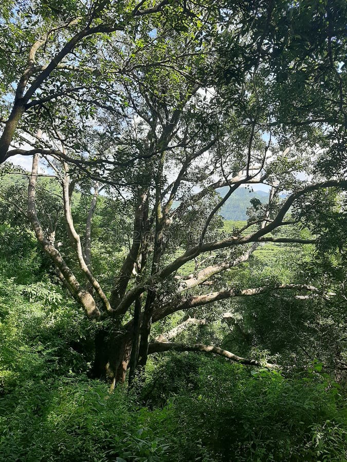 Very Big Pipal Tree in Jungle Stock Image - Image of pipal, beautiful ...