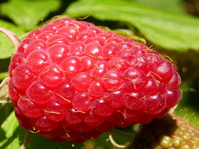 Raspberry isolated stock photo. Image of pattern, dessert - 348425086