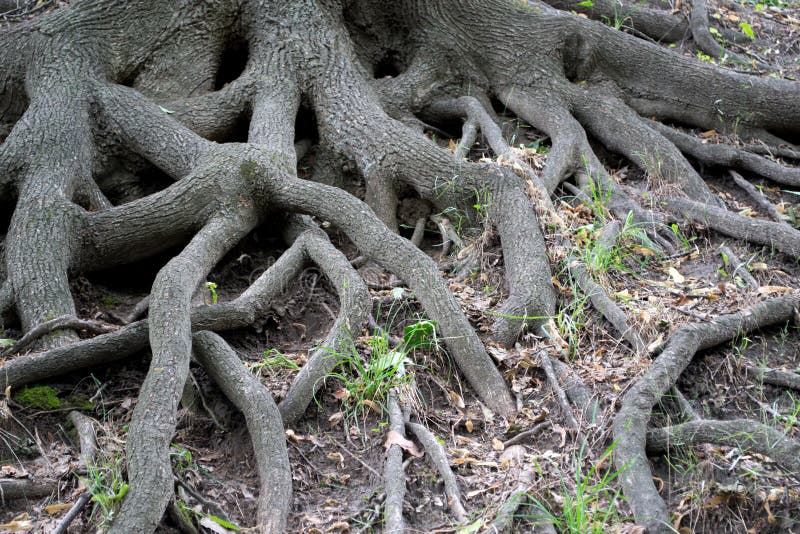 Big roots of trees stock image. Image of grow, mature - 178356223