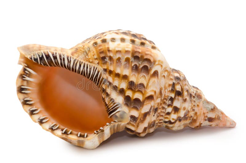 Wet Seashell of Very Large Sea Snail & X28;Tonna Galea or Giant Tun ...