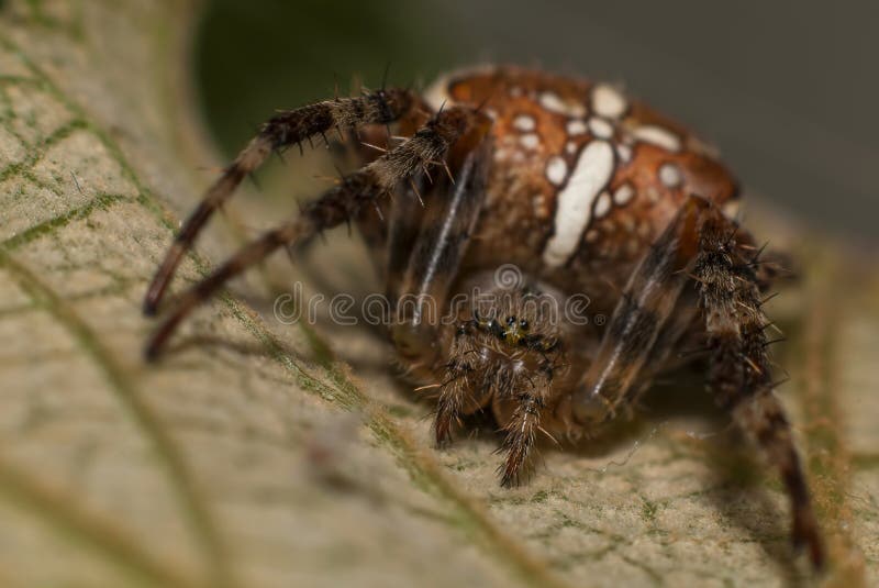 Very Big Spider in the Wild Stock Photo - Image of wild, wood: 97822940