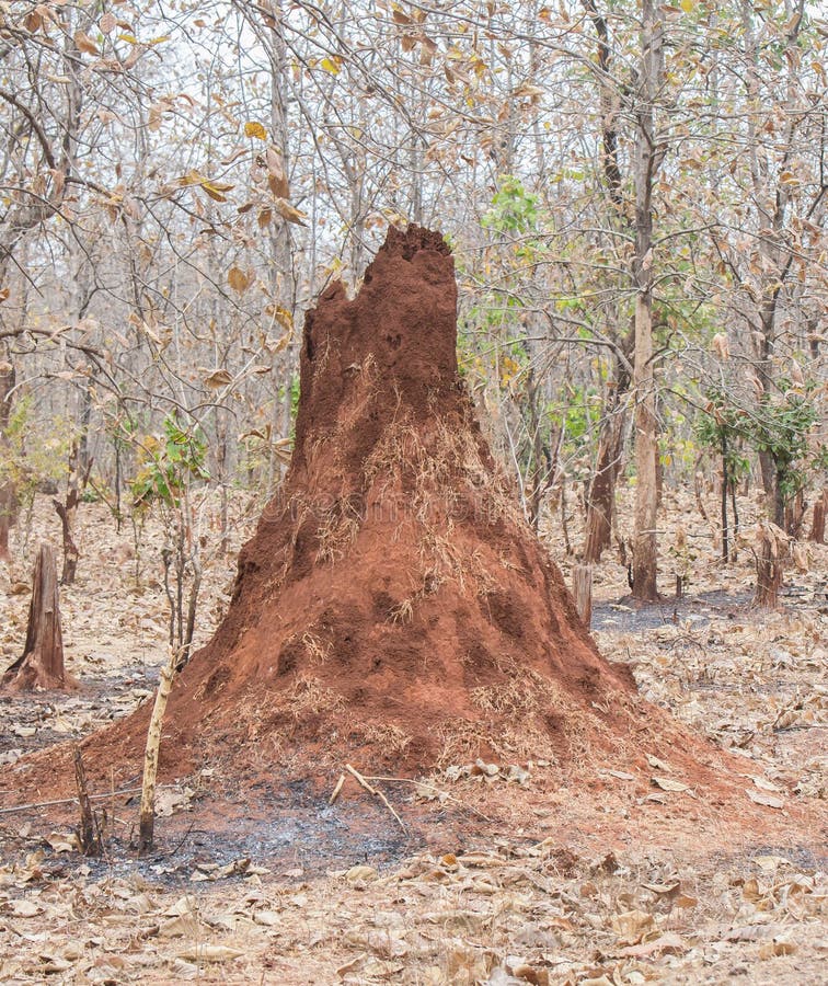 Termite Mound in Forest stock photo. Image of ecology - 111647256